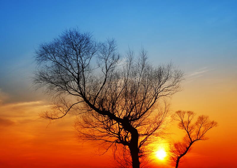 In the Evening, the Tree Silhouette Stock Photo - Image of sunset, blue ...
