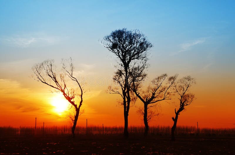 In the Evening, the Tree Silhouette, Stock Image - Image of light, dawn ...