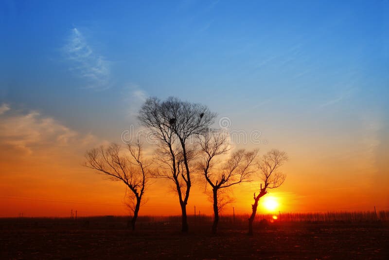 In the Evening, the Tree Silhouette Stock Photo - Image of contour ...