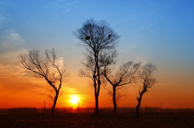 In the Evening, the Tree Silhouette, Stock Photo - Image of skyline ...