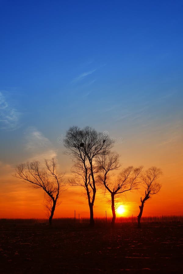 In the Evening, the Tree Silhouette Stock Photo - Image of beautiful ...