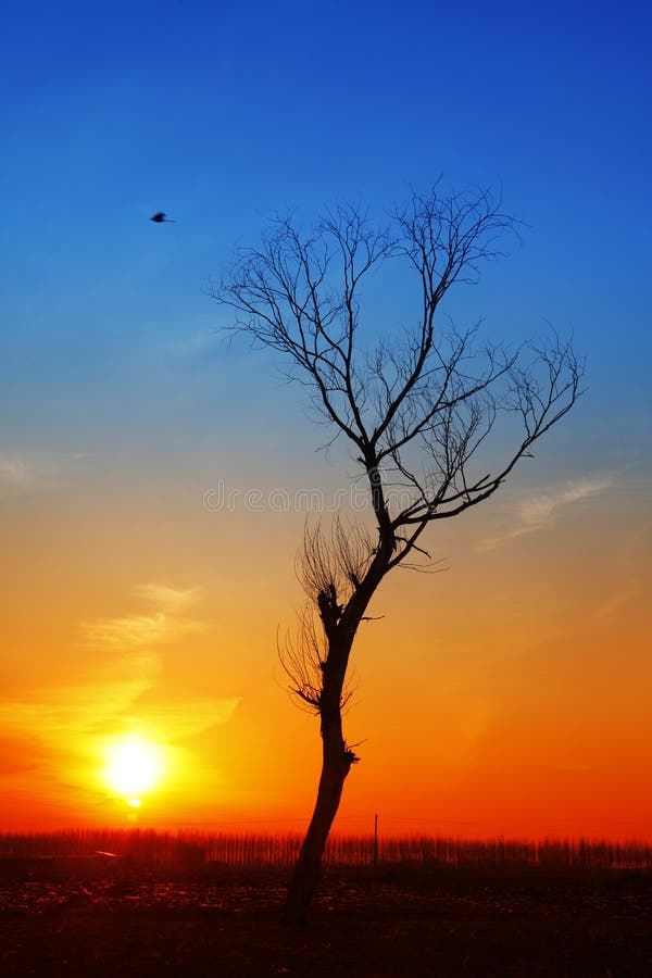 In the Evening, the Tree Silhouette Stock Photo - Image of dawn, dusk ...