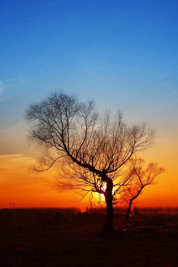 In the Evening, the Tree Silhouette, Stock Image - Image of blue ...
