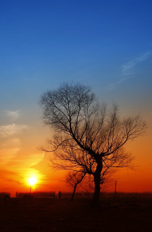 In the Evening, the Tree Silhouette Stock Photo - Image of twilight ...