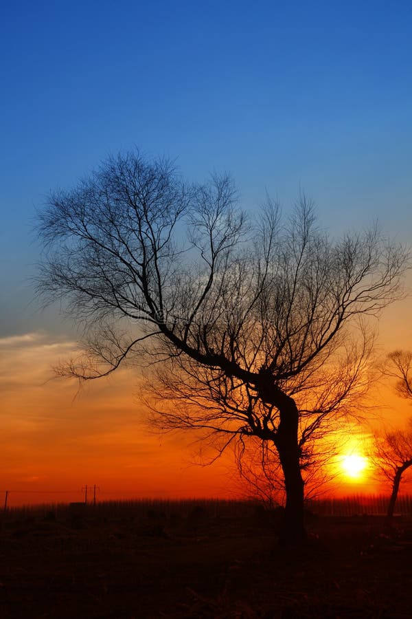 In the Evening, the Tree Silhouette, Stock Photo - Image of outdoor ...