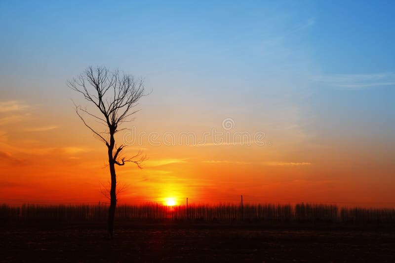In the Evening, the Tree Silhouette, Stock Image - Image of skyline ...