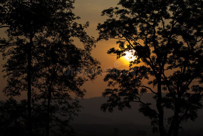 In the Evening, the Tree Silhouette, Very Beautiful Stock Image - Image ...