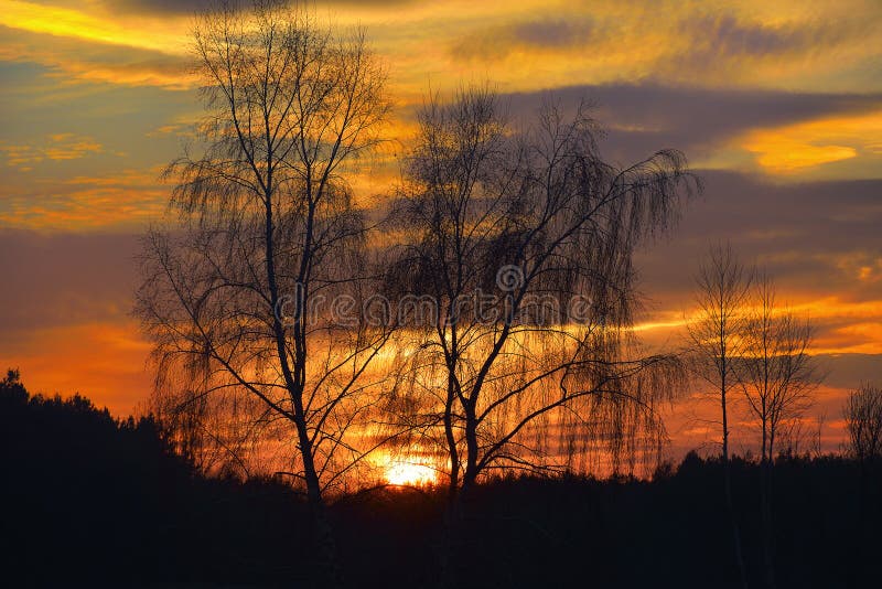 Evening, the Tree Silhouette, Very Beautiful Stock Photo - Image of ...