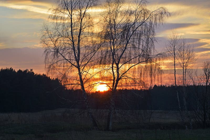 The Evening, the Tree Silhouette, Very Beautiful Stock Photo - Image of ...