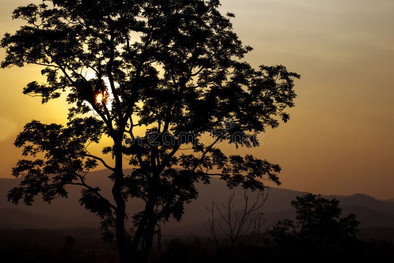 In the Evening, the Tree Silhouette, Very Beautiful Stock Photo - Image ...