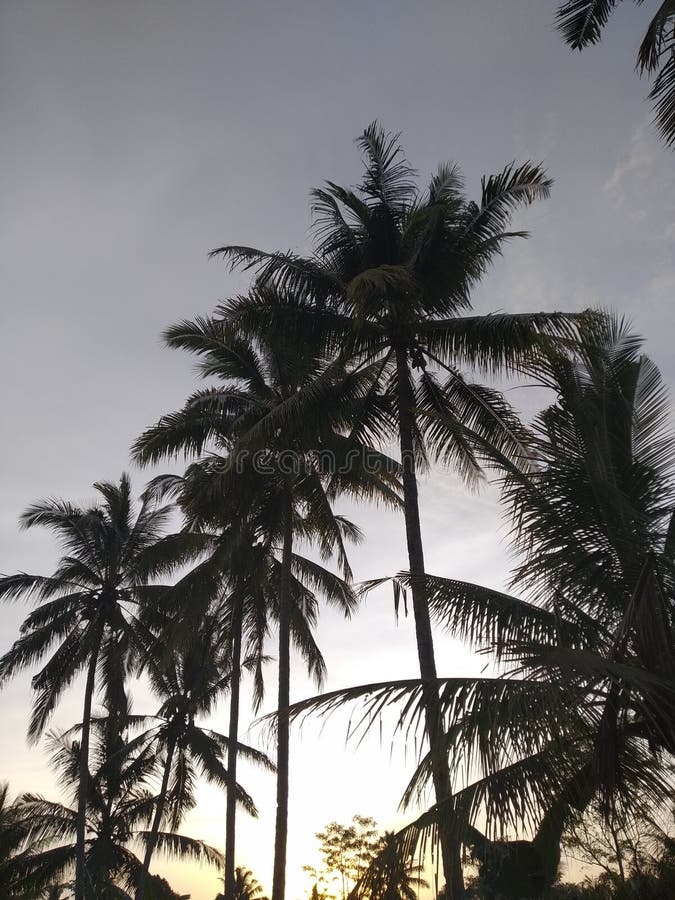 Evening tree view stock image. Image of food, beach - 228659173