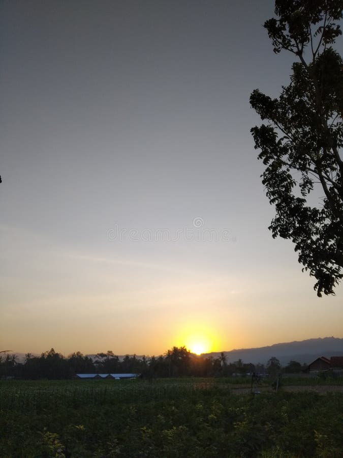 Evening tree view stock photo. Image of morning, dusk - 228659192