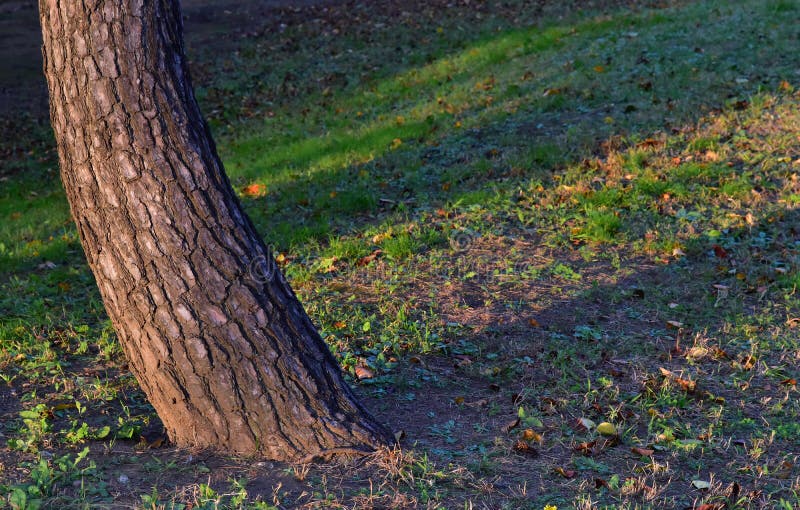 Evening Tree and the View of the Ground Stock Image - Image of bridge ...