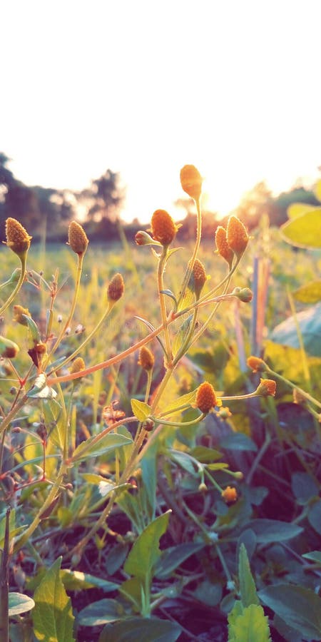 Evening tree in villages stock image. Image of smolltree - 169556231