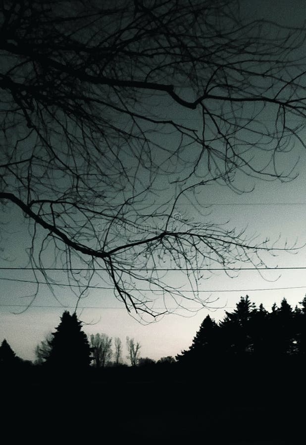 Evening Trees Silhouette stock image. Image of monochrome - 261251387