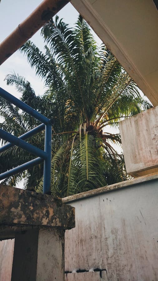 Evening View and Coconut Trees so Nice Stock Image - Image of trees ...