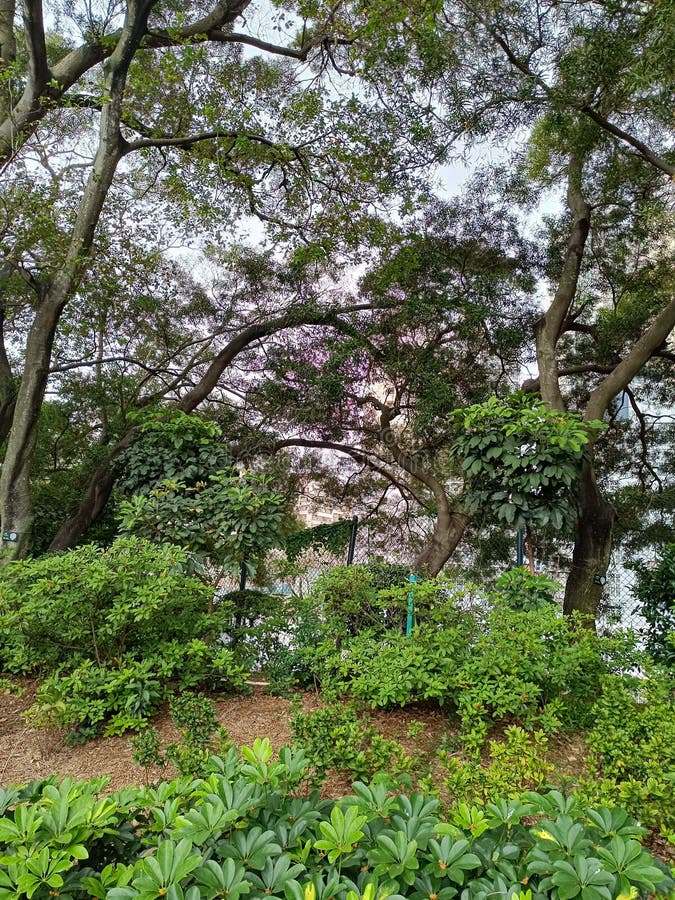 Evening View of the Garden with Shady Trees and Plant Stock Image ...