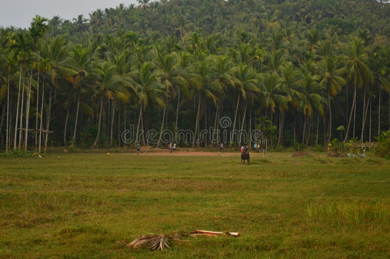Evening View of Kerala Village Paddy Field Stock Image - Image of view ...