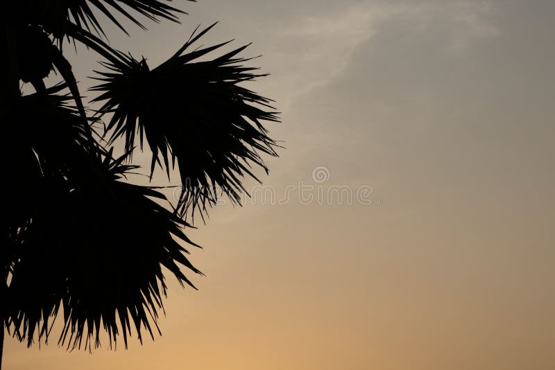 A Sunset View with Leaves of Palm Tree. Stock Photo - Image of tree ...