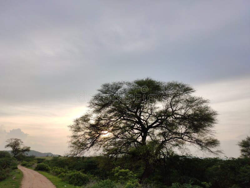 A Neem tree stock photo. Image of neem, road, standing - 122680838
