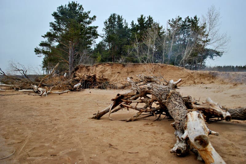 Evening View of Old Dry Fallen Trees on the Banks of the Volga River ...