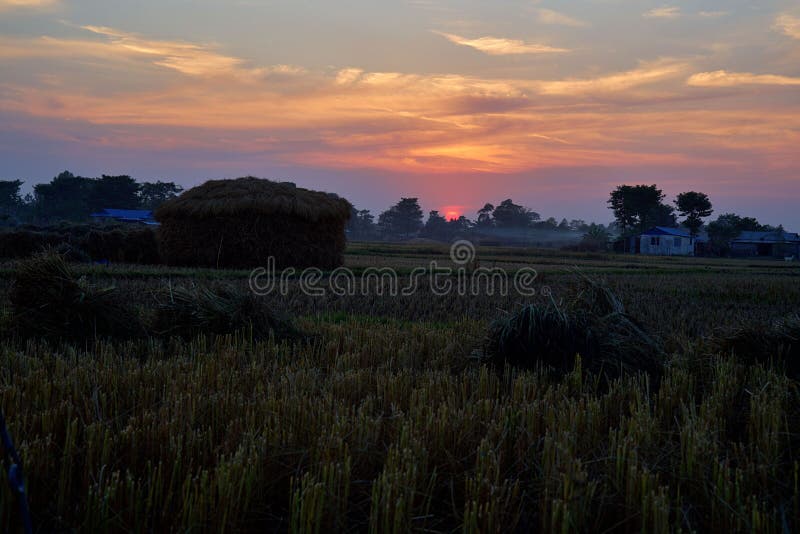 Evening View of Sunset from a Paddy Field Stock Photo - Image of nature ...