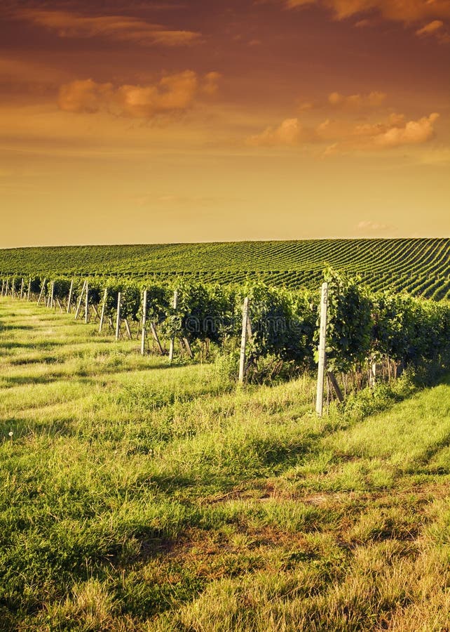 Vineyard Sunset stock image. Image of summer, outdoor - 2325791