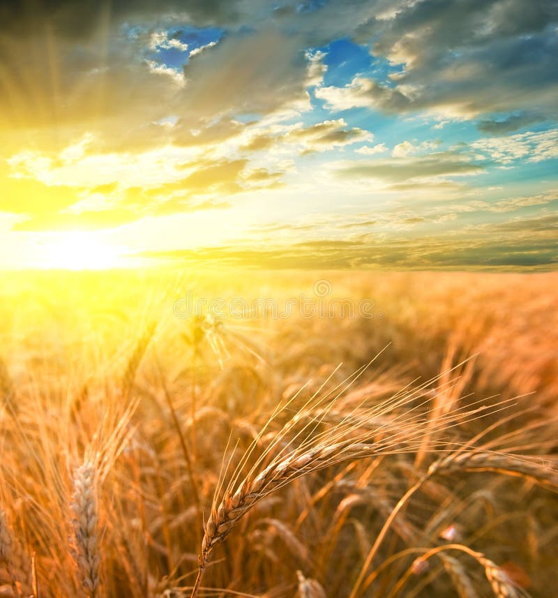 Evening wheat field stock image. Image of rural, abundance - 25302149