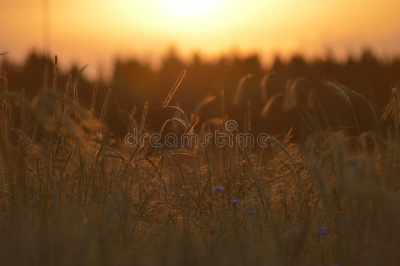 The evening wheat field stock photo. Image of peace, colour - 77623884