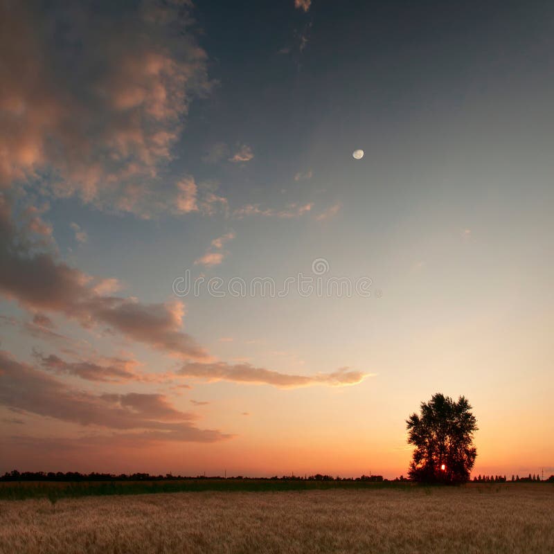 Evening wheat field stock photo. Image of space, meadow - 49541060