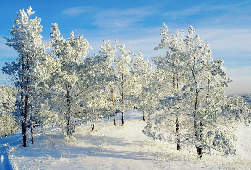 Evening winter landscape stock photo. Image of sunlight - 39176986