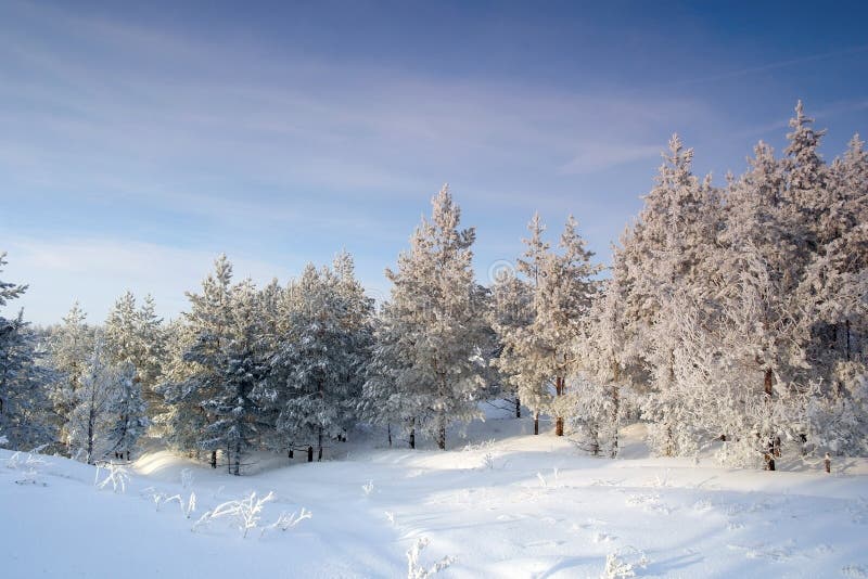 Evening winter landscape stock photo. Image of sunlight - 39176986
