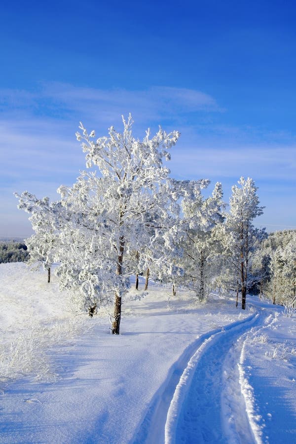 Evening winter landscape stock photo. Image of sunlight - 39176986