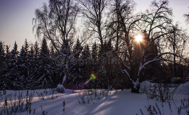 Evening in winter park stock image. Image of north, cold - 93339635
