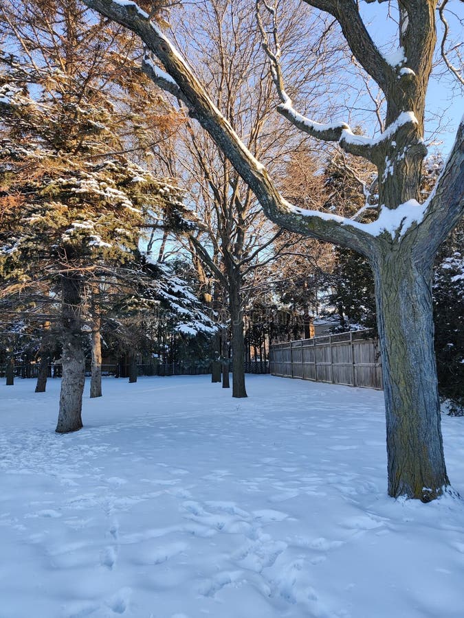 Evening in Winter Season - Canada Stock Image - Image of forest, spring ...