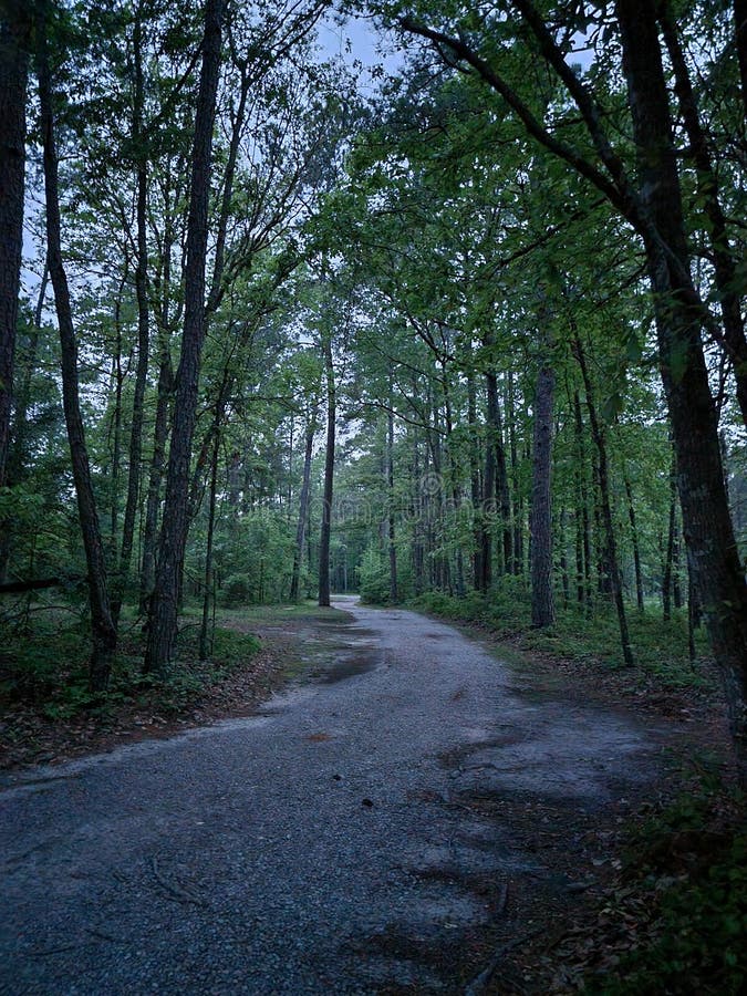Evening wooded driveway stock image. Image of flower - 245998027