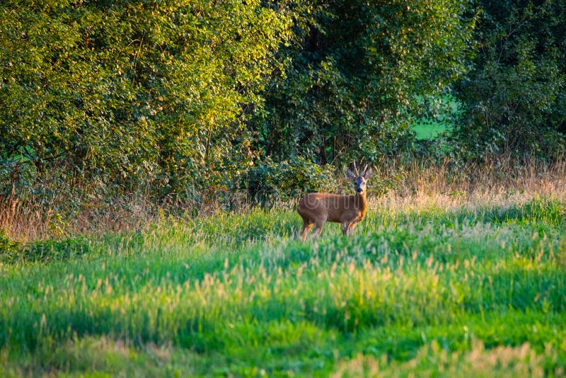In the Evening You Can See Deer in the Fields Stock Image - Image of ...