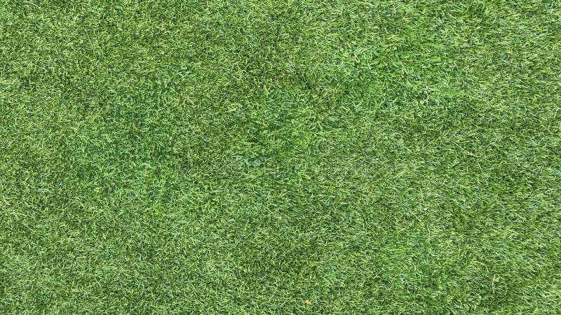 Flat Lay Green Grass Background Stock Photo - Image of field, agriculture: 385147536