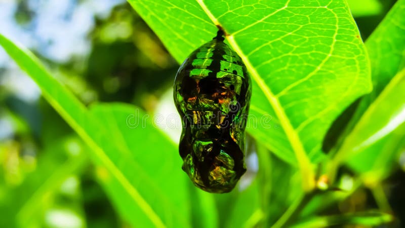 Ever Beautiful Caterpillar Cocoon Stock Image - Image of caterpillar ...