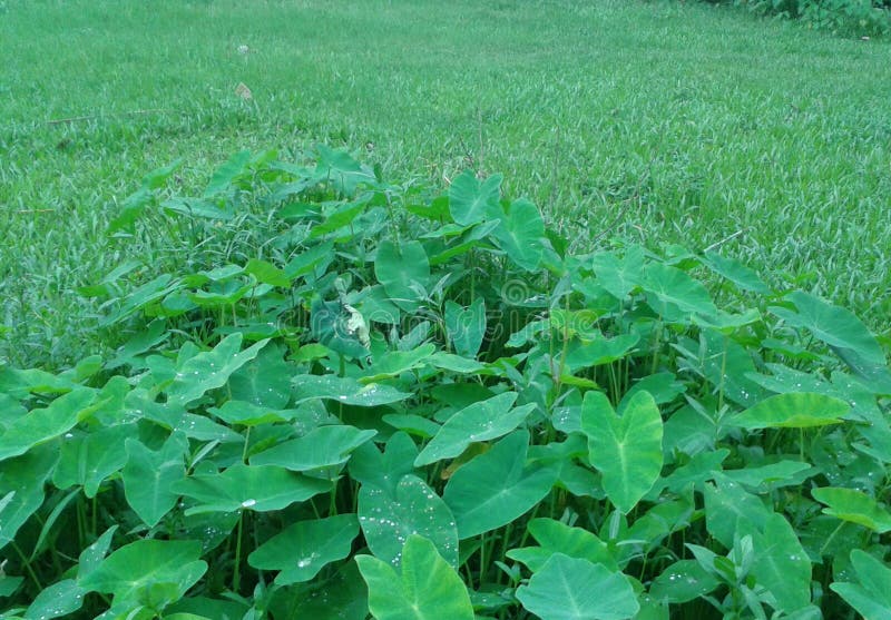 Ever green editorial photography. Image of total, beautiful - 55871197