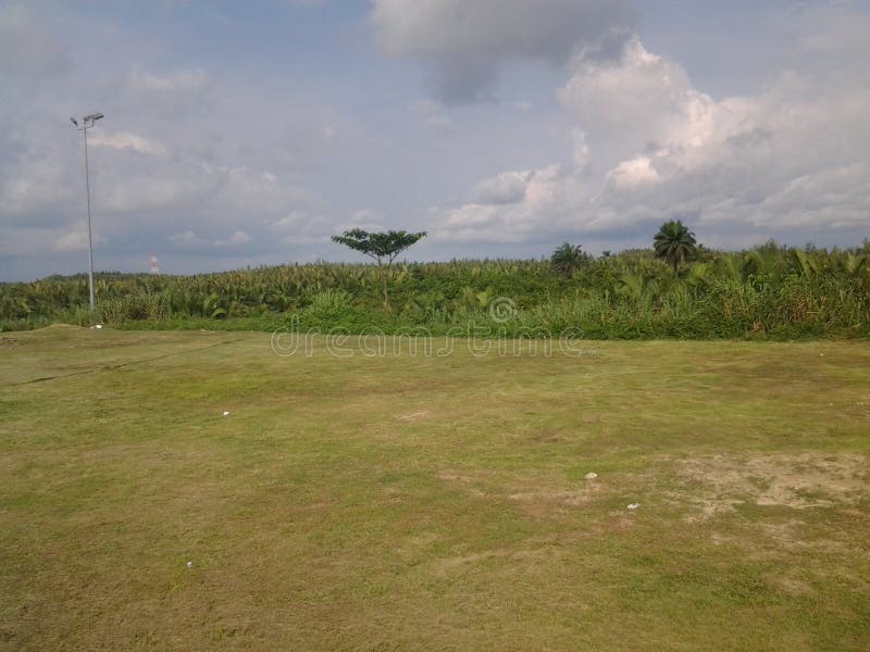 Ever green stock photo. Image of mangroves, river, delta - 60778530