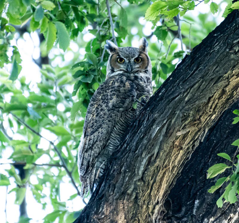 The Ever-Watchful Great Horned Owl Looking on. Stock Image - Image of ...