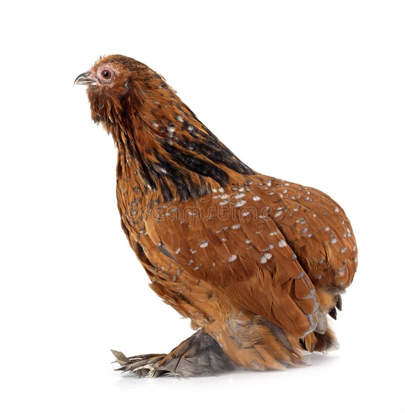 Everberg Barbu Studio Stock Photos - Free & Royalty-Free Stock Photos ...