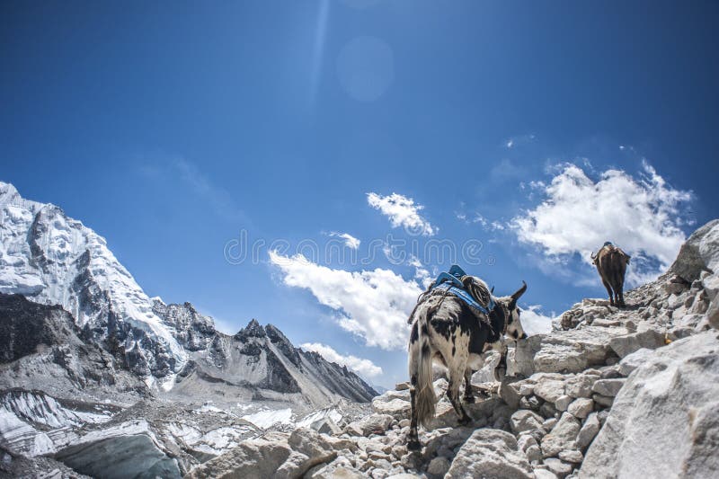 Everest Base Camp stock photo. Image of activity, buffalos - 95142098