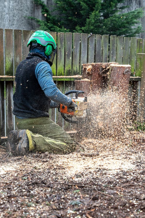 Arborist Removing Cedar Trees Editorial Photography - Image of trimming ...