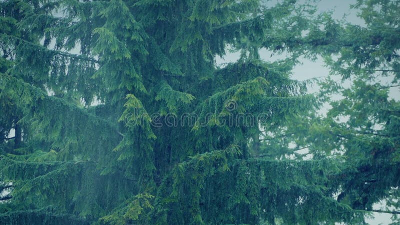Pine Trees in Heavy Rainfall Stock Footage - Video of moving, wild ...