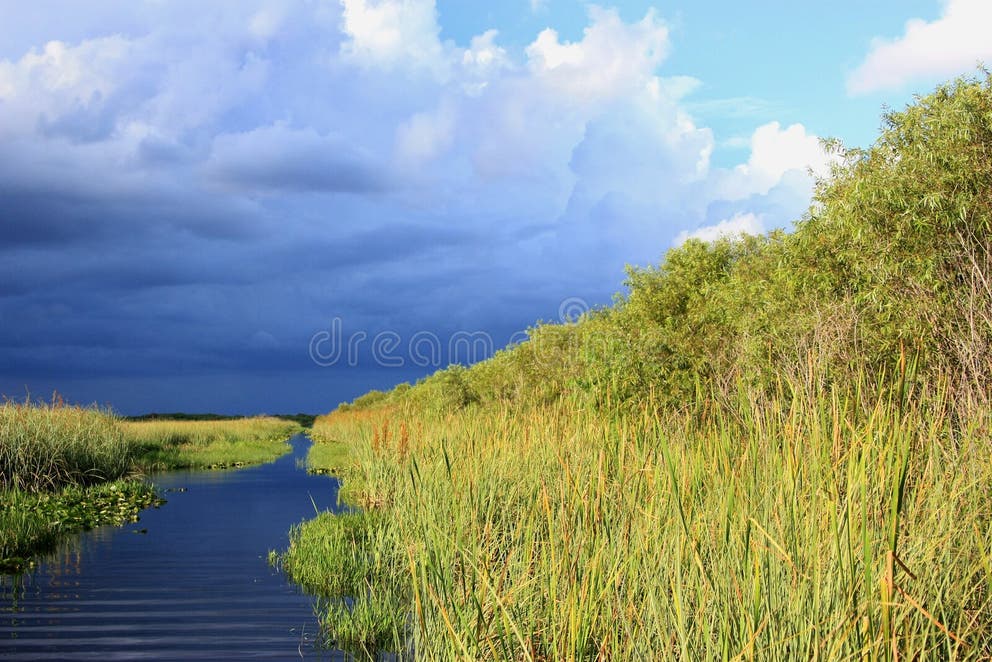 Everglades stock photo. Image of yellow, grasses, travel - 26510332