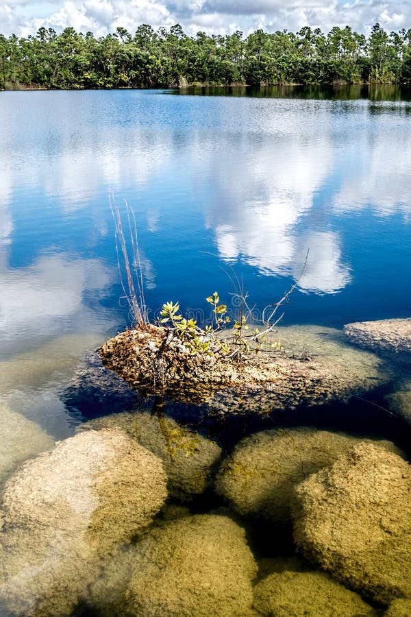 Rode Mangrove in Everglades Stock Afbeelding - Image of wortels, blauw ...