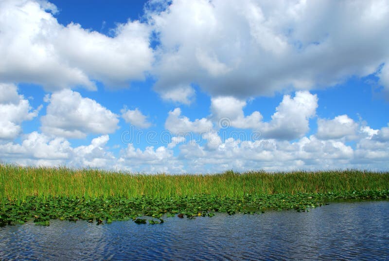 Blue Sky in Florida Everglades Wetlands Stock Image - Image of grass ...