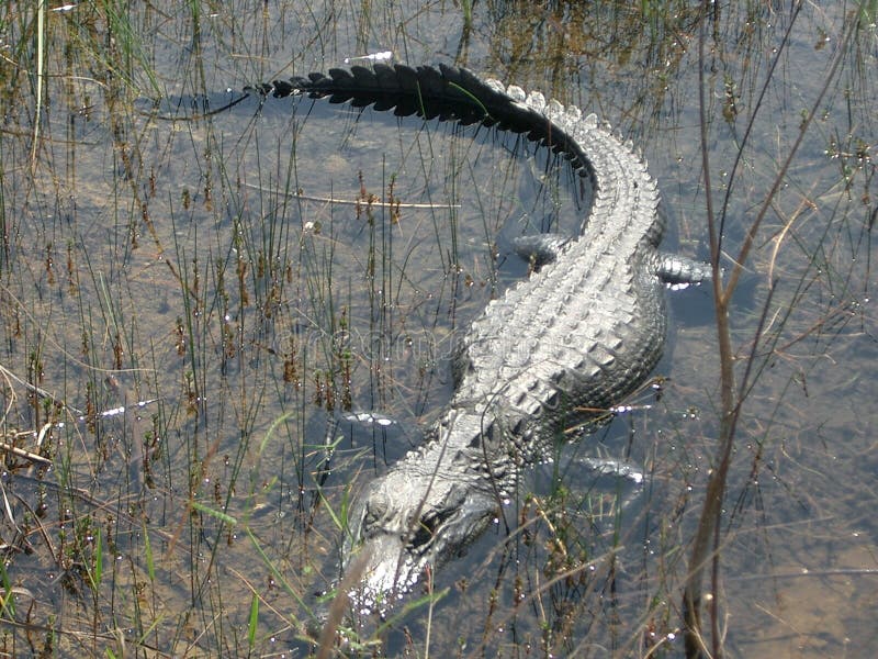 Everglades alligator stock image. Image of reptile, meadows - 4174141
